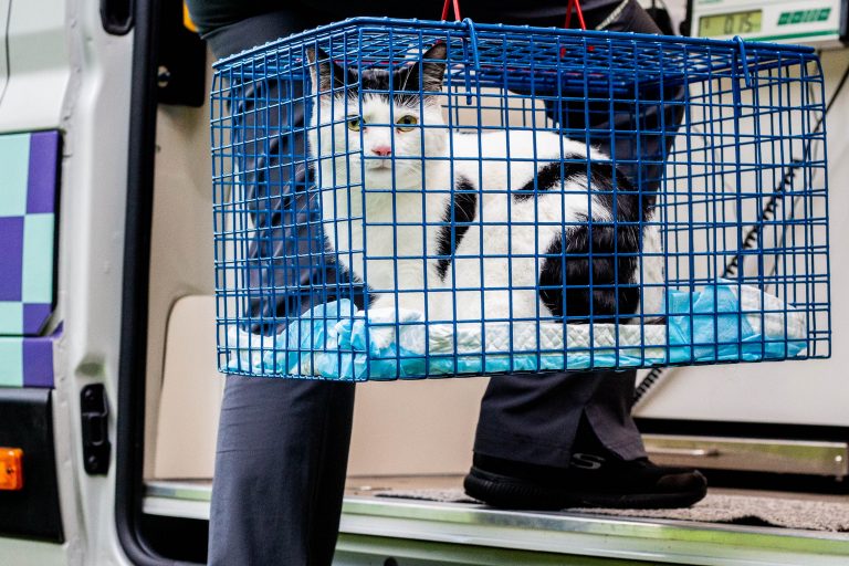 Careers | Doorstep Vet